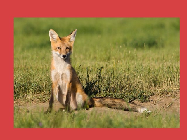 Red Fox Puzzle!!! Free Games online for kids in Nursery by Joanne Hwang