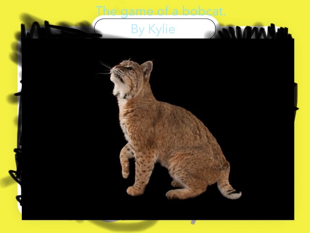 Bobcat Free Activities online for kids in 1st grade by Kylie