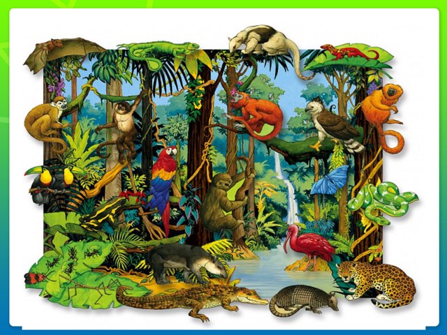 Rainforests Animals Free Games online for kids in Nursery by Macarena ...