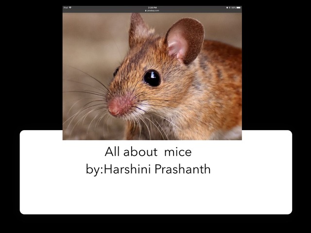 Mice Game Free Activities online for kids in 1st grade by Harshini