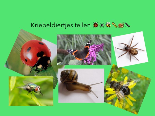 Kriebeldiertjes tellen Gratis online spellen voor peuters (2-3 jr ...