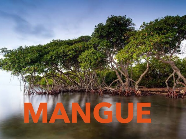 Animais Do Mangue Free Games | Activities | Puzzles | Online for kids ...