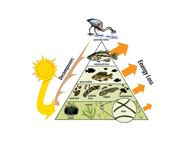 Energy Pyramid For Kids