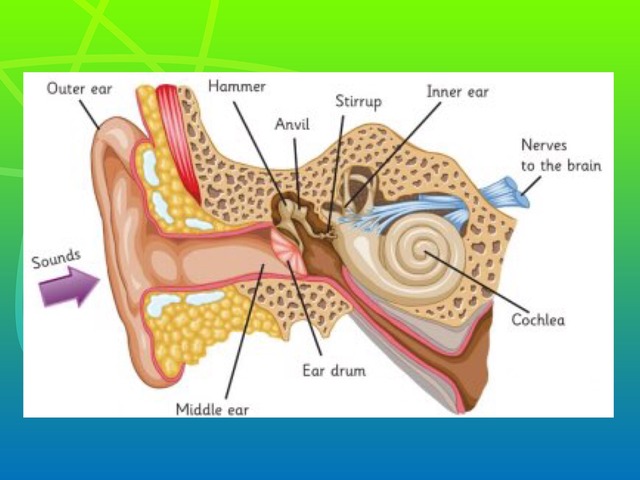 Ear Game Free Activities online for kids in 5th grade by JAVIER GÓMEZ ...