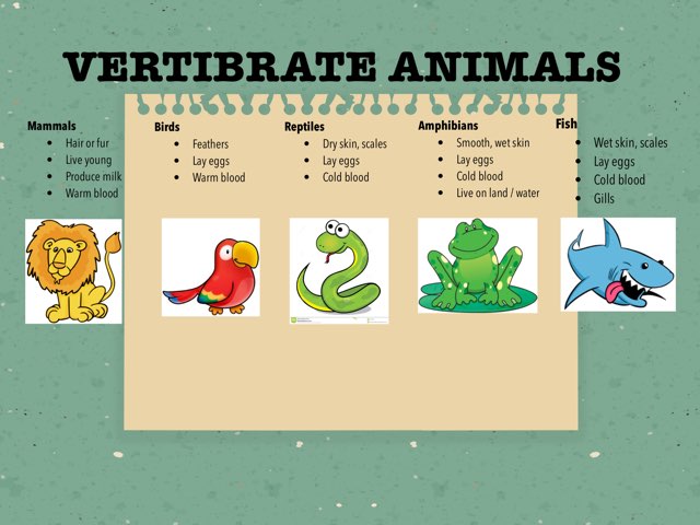 Animal Families Free Activities online for kids in 1st grade by Alex goode