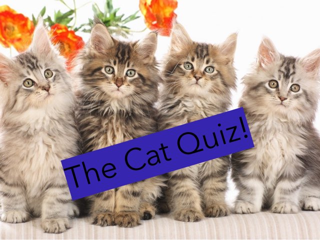 The Cat Quiz Free Activities online for kids in 5th grade by Julia Brereton
