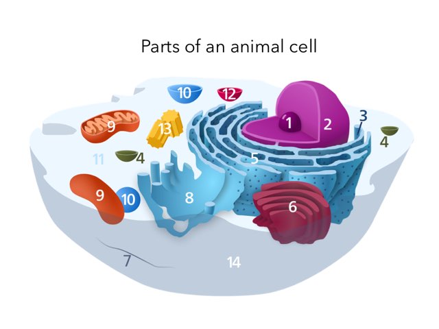 parts of a Cell Free Activities online for kids in 6th grade by Tracy Urban