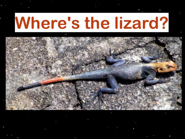 Find the lizard Free Games online for kids in Nursery by Kathy Petersen