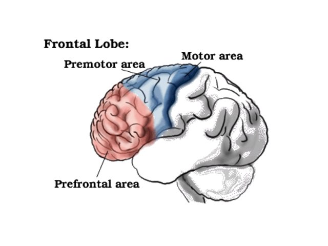 The Frontal Lobe Free Activities online for kids in 5th grade by Mike DiGi