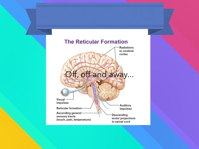 Reticular Formation Free Activities online for kids in 1st grade by ...