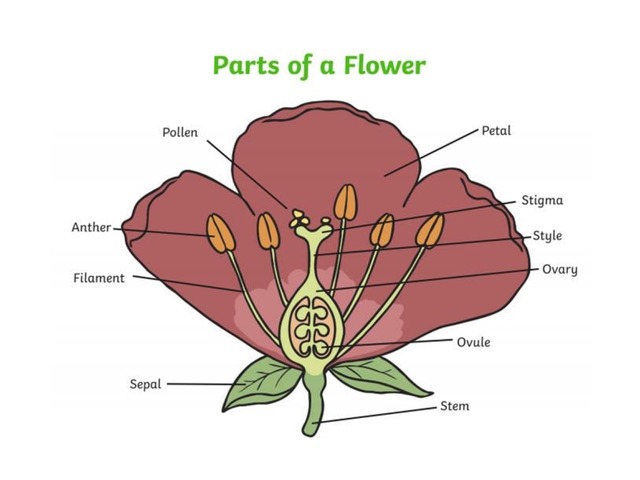 Parts Of A Flower Free Activities online for kids in 2nd grade by Mr Brooke