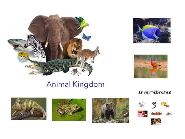 Animal Kingdom Free Activities online for kids in Kindergarten by Elena ...