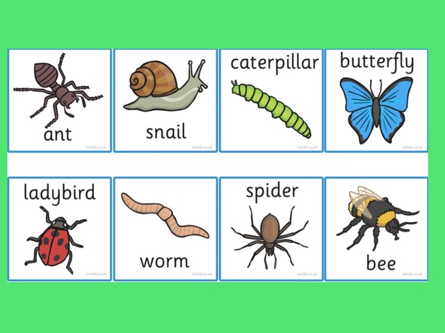 Mini beast Labelling Free Games online for kids in Pre-K by Deborah ...