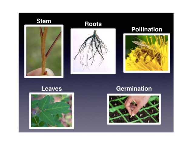 Plants Free Activities online for kids in 2nd grade by Fawn Nguyen