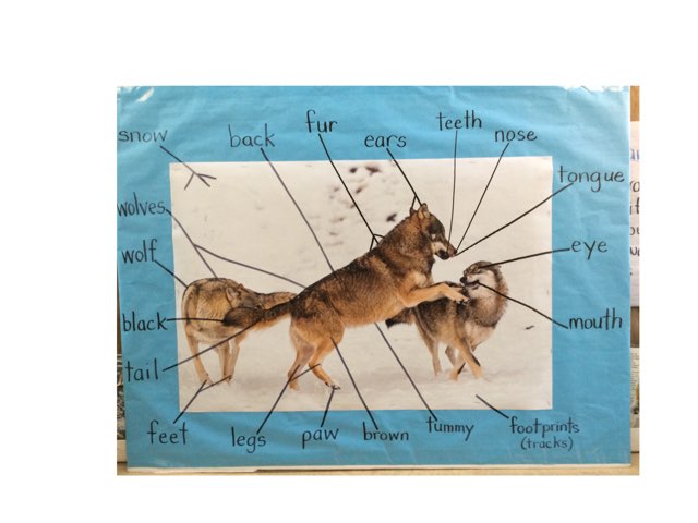 Wolf Poster Free Activities online for kids in Kindergarten by Lisa Usher