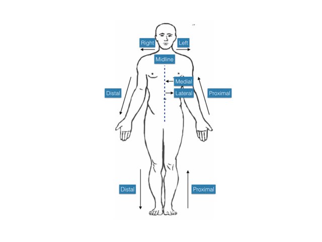 Anatomical Directions 1 Free Activities online for kids in 7th grade by ...