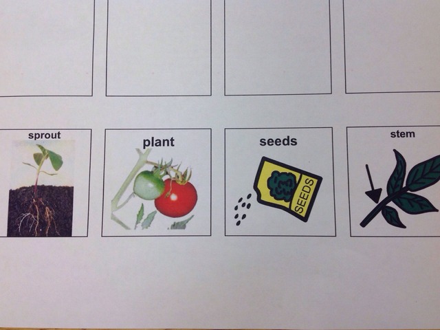 Plant Life Cycle Free Games online for kids in Nursery by Jessica Gamblin