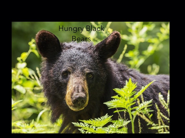 Black Bears Free Activities online for kids in 1st grade by Ryder
