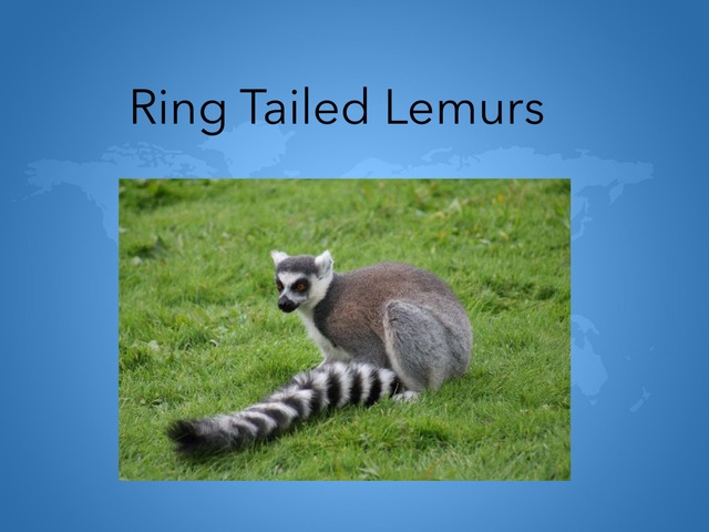 Ring tailed Lemur Free Activities online for kids in 1st grade by Hank