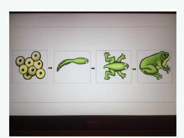 Sequencing A Frog's Life! Free Activities online for kids in ...