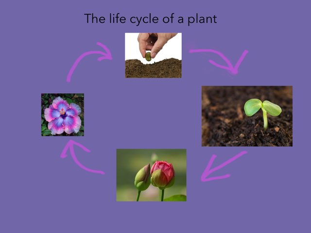 Lillian Plant Free Games online for kids in Nursery by Diana Coyne