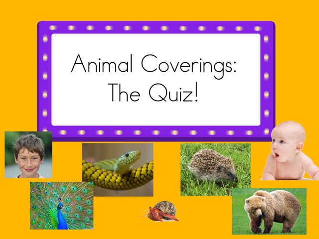 Animal Coverings | Online English Games for desktop and mobile phones ...