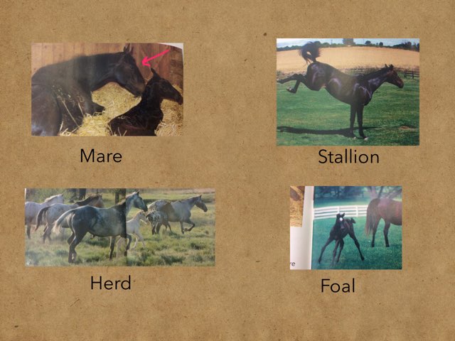 Horse Vocab Free Games online for kids in Nursery by Chantel Bonner