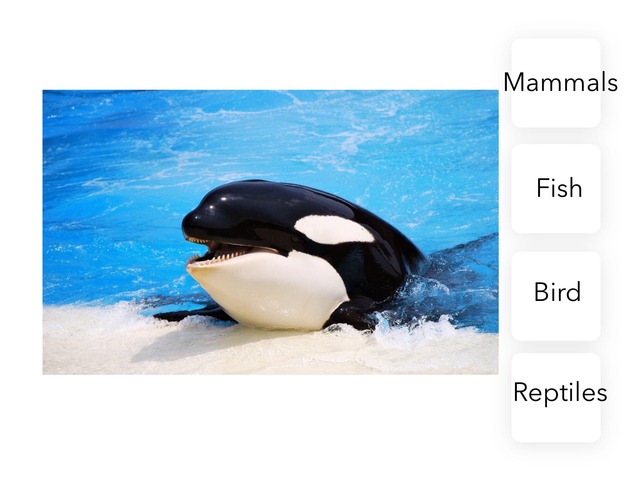 Ba 25 Killer Whale Quiz Bernardo And EIke Game1 Free Games online for ...