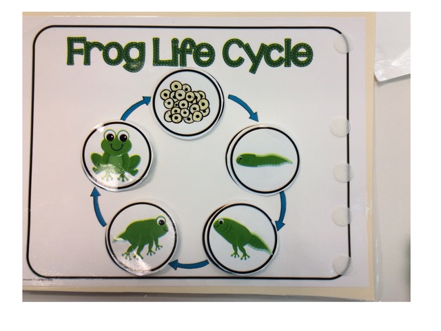 Frog Cycle Free Games online for kids in Nursery by Catrina Froehler