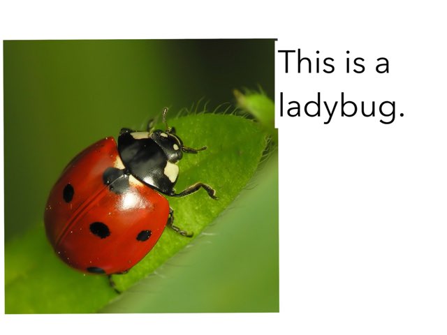 The Ladybug Free Games | Activities | Puzzles | Online for kids ...