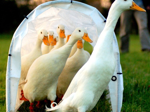 Ducking Testing Free Activities online for kids in 9th grade by Yam Goddard