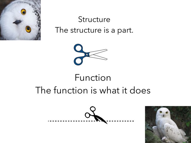 Snowy Owl Structure And Function Free Activities online for kids in 2nd ...