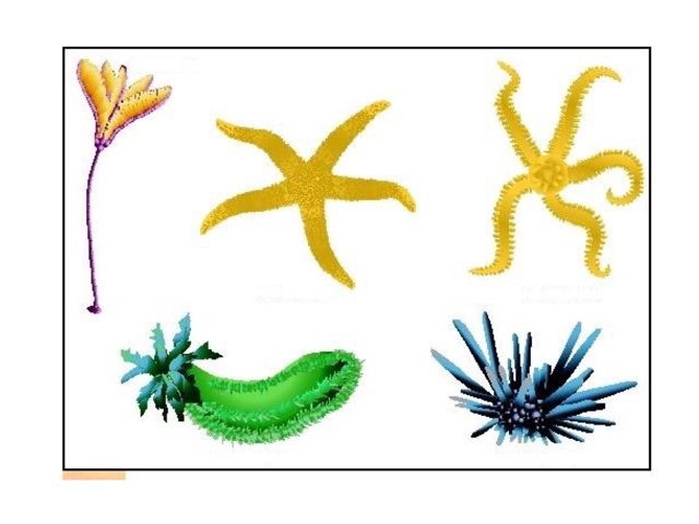 Echinoderms Free Activities online for kids in 9th grade by Elizabeth Padhi