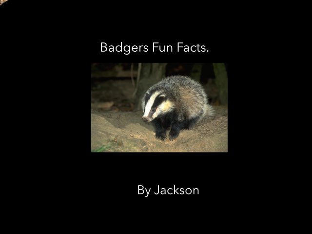 Badgers Fun Facts Free Activities online for kids in Kindergarten by ...