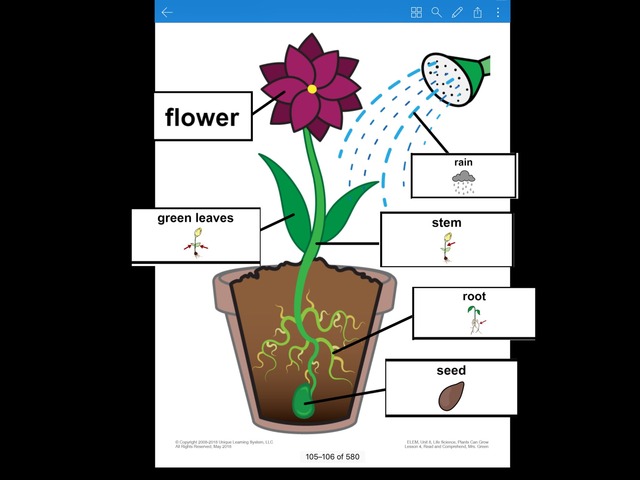 Plant Labeling Free Games online for kids in Nursery by Colette Hennessy