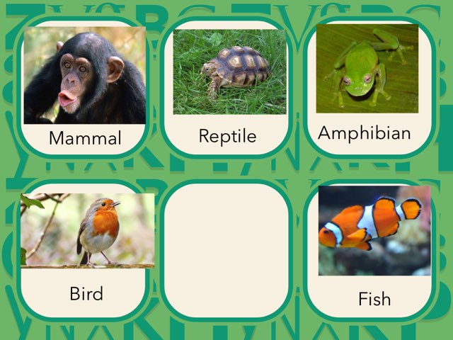 Vertebrate Game Free Games online for kids in Nursery by Brayden Brooks