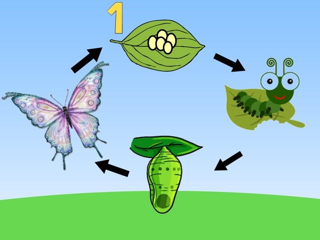 Butterfly Life Cycle Free Games online for kids in Nursery by Alazne ...