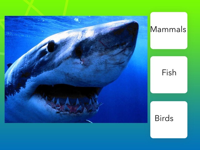 BA 25 Shark Quiz - Duda And Mel Free Activities online for kids in ...