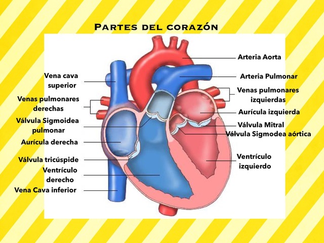Partes Del Corazón Juegos online gratis para niños en la guardería por ...