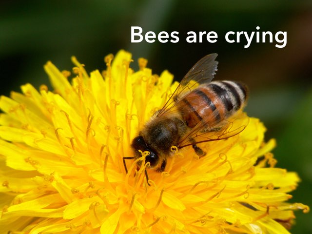 Bees are crying Free Games online for kids in Nursery by Tina zita