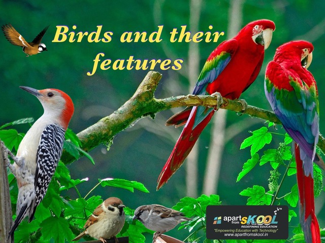 Birds And Their Features Free Activities online for kids in 3rd grade ...