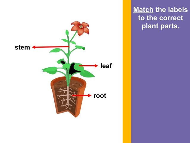 Plant Parts and Their Functions Free Activities online for kids in 4th ...