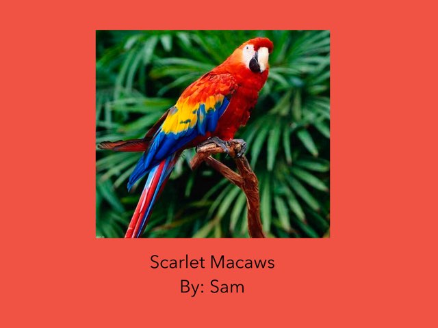 Scarlet Macaws Free Games online for kids in Nursery by Diana Coyne
