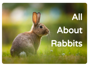 All About Rabbits Free Activities online for kids in Kindergarten by ...