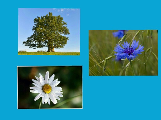 Tondi Kool - Creator on TinyTap