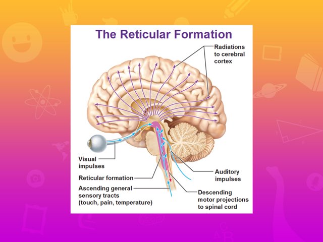 The Reticular Formation Game Free Activities online for kids in 4th ...