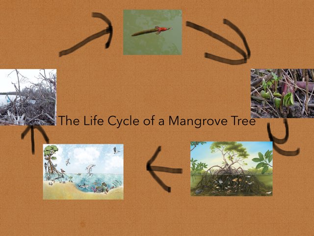 Life Cycle Of A Mangrove Tree Free Activities online for kids in 1st ...