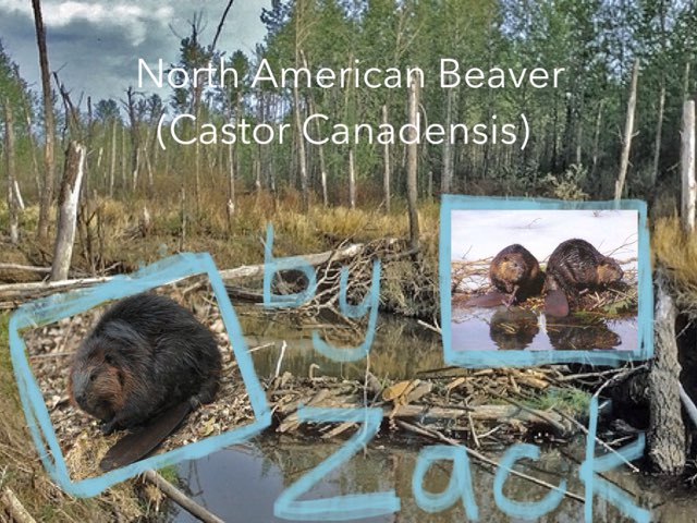 Beaver Quiz Free Activities online for kids in 2nd grade by John Gillard
