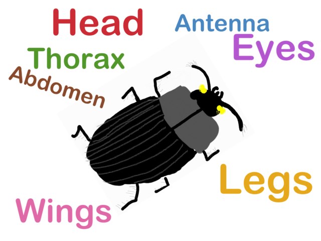 Beetle Project Free Activities online for kids in 4th grade by Hailey Cobb