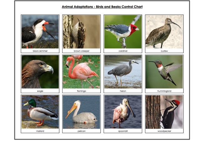 Bird Beaks Free Activities online for kids in 2nd grade by Brad levenhagen